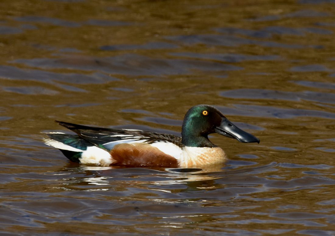 What’s Flying: Spring offers many delights as May approaches | News ...